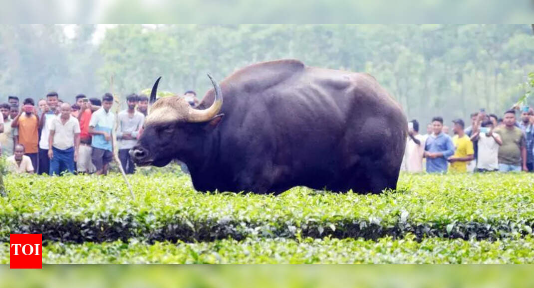 Woman dead, man hurt in bison attack in North Bengal; animal also dies ...