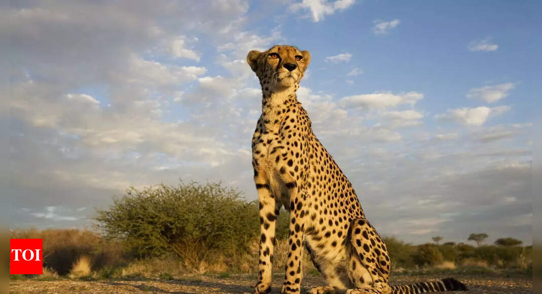 Scientists set to bring back extinct Indian cheetahs with gene technology after reviving dire ...