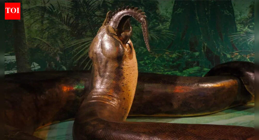 47 million years old Vasuki Indicus snake discovered in India: 5 things ...