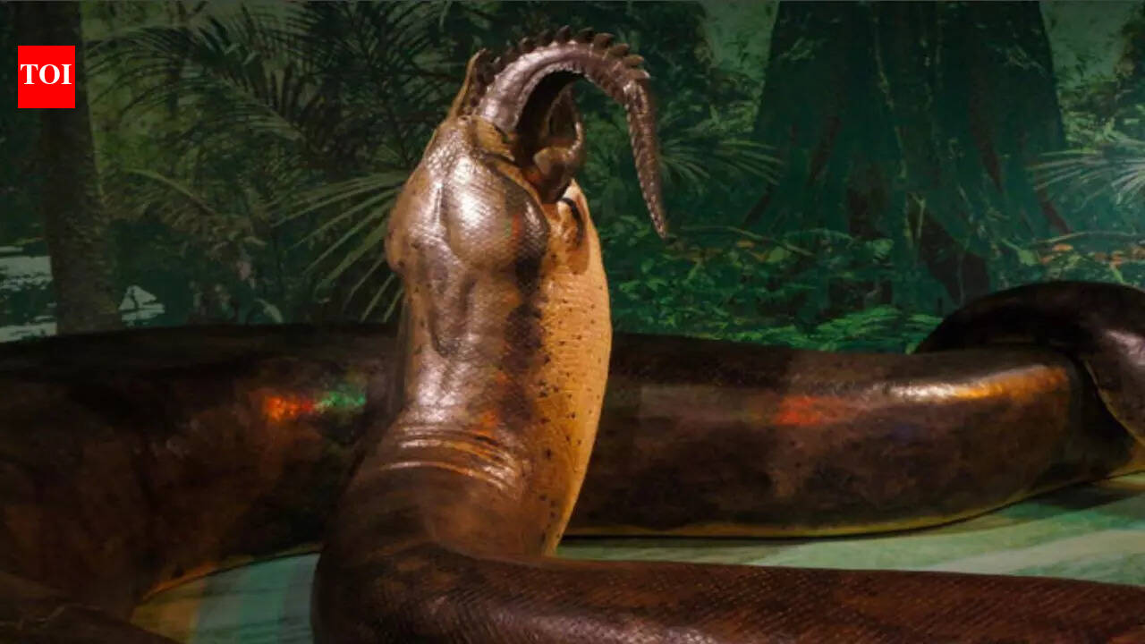 47 million years old Vasuki Indicus snake discovered in India: 5 things ...
