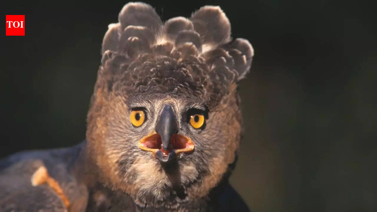 The only bird known to hunt humans: 5 facts that you should know about ...