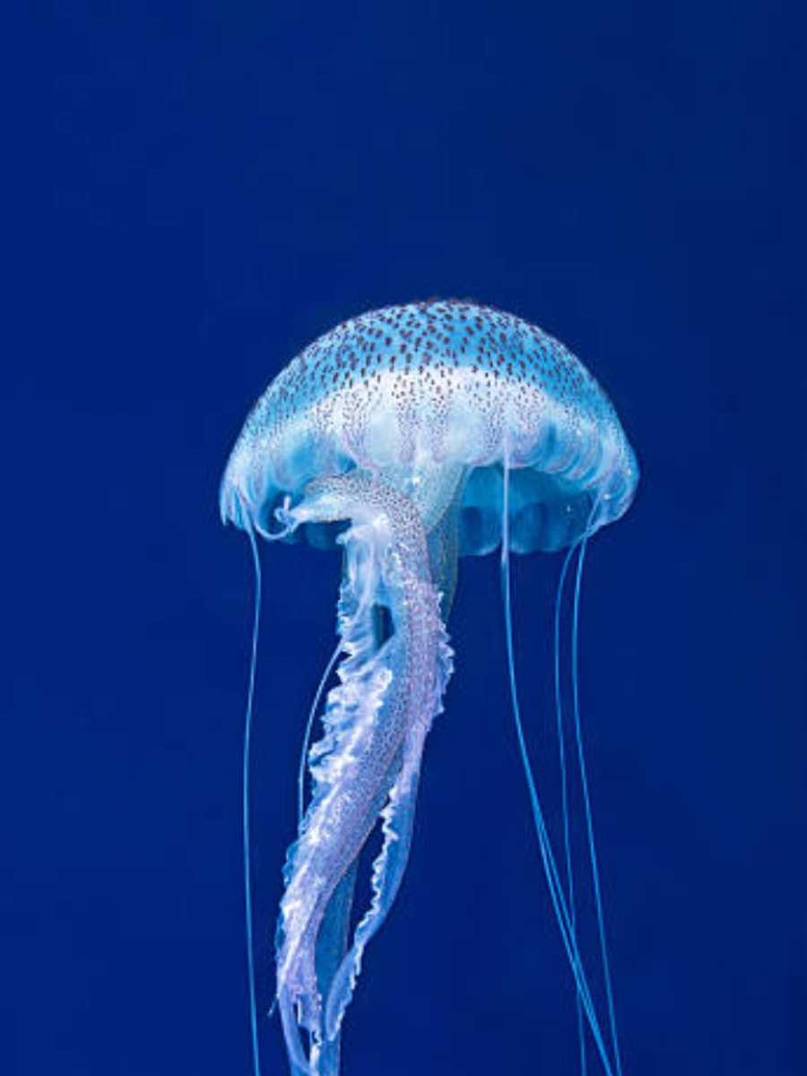 Shocking! 8 animals that don’t have bones | Times of India