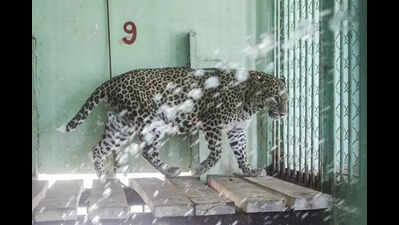 Leopard enters home, rescued after 3 hrs in Bijnor | Meerut News - The ...