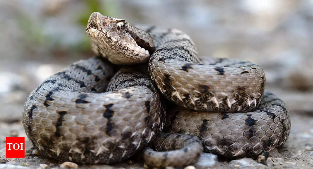 How do snakes see? Discover the fascinating truth behind their vision