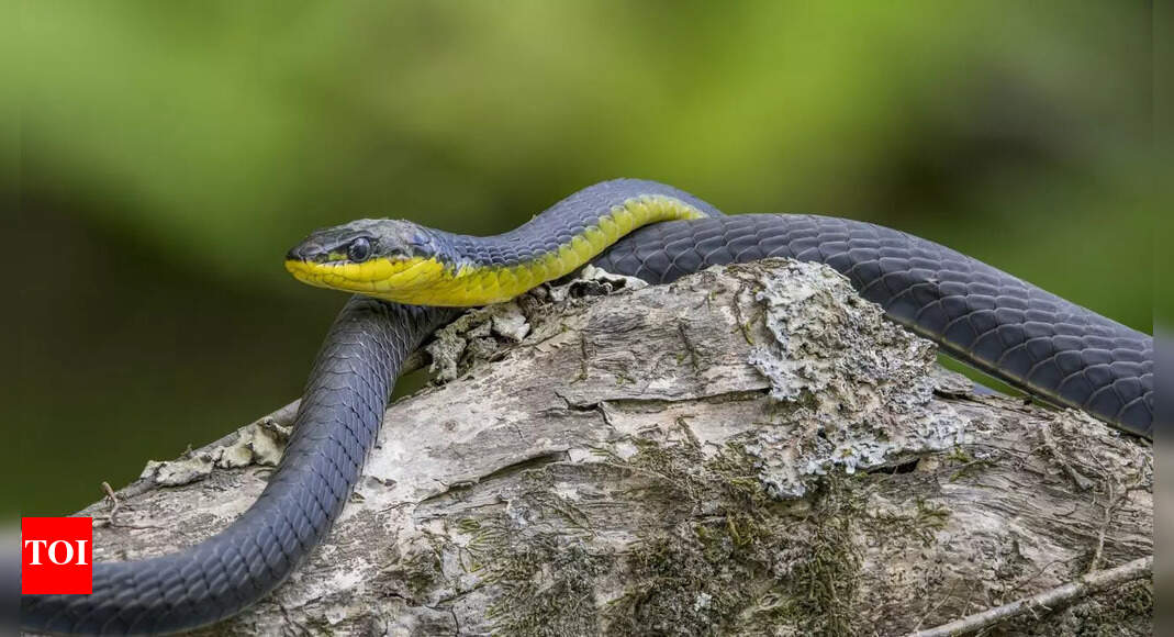New species of large, black-eyed snake discovered by scientists in ...