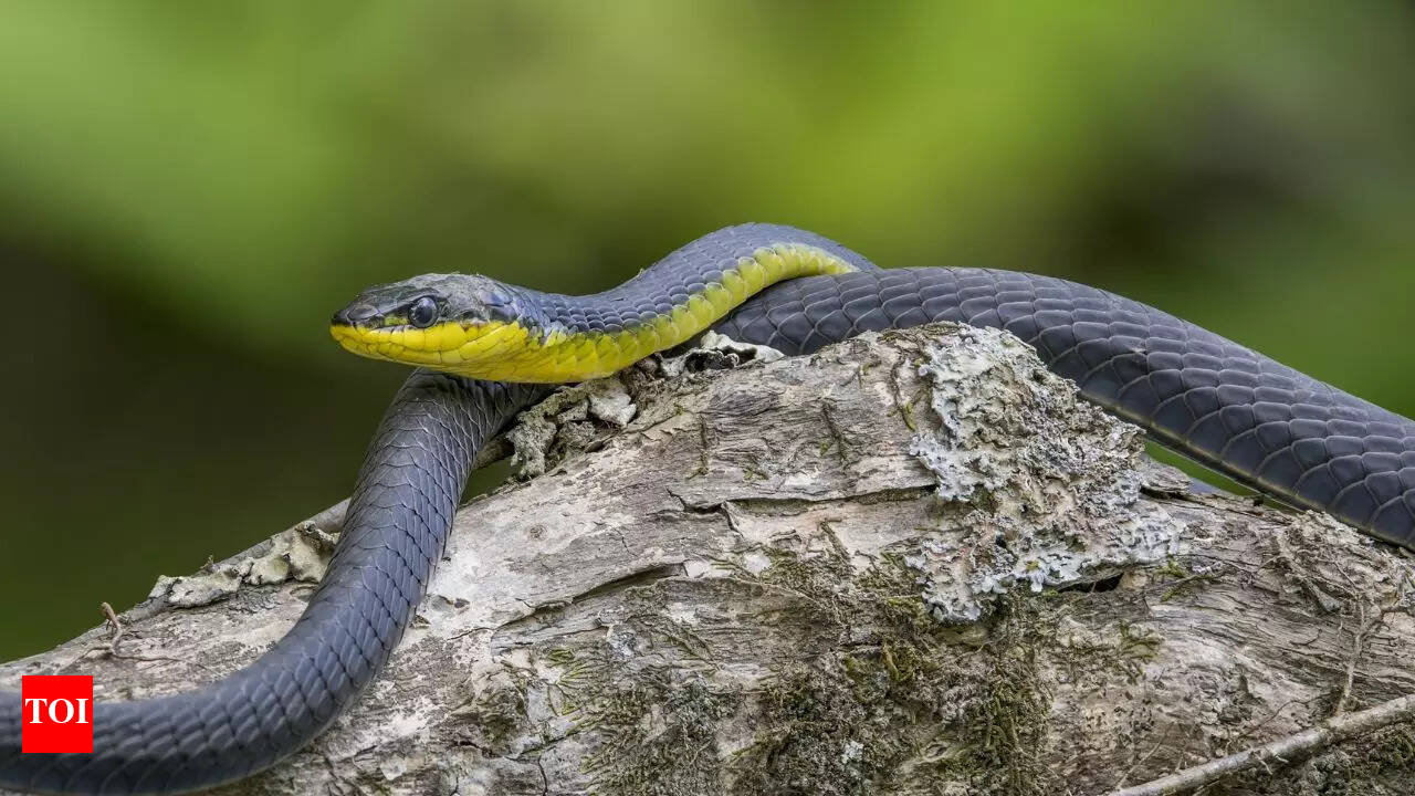 Top 10 Facts About Papua New Guinea Snakes - Infoupdate.org