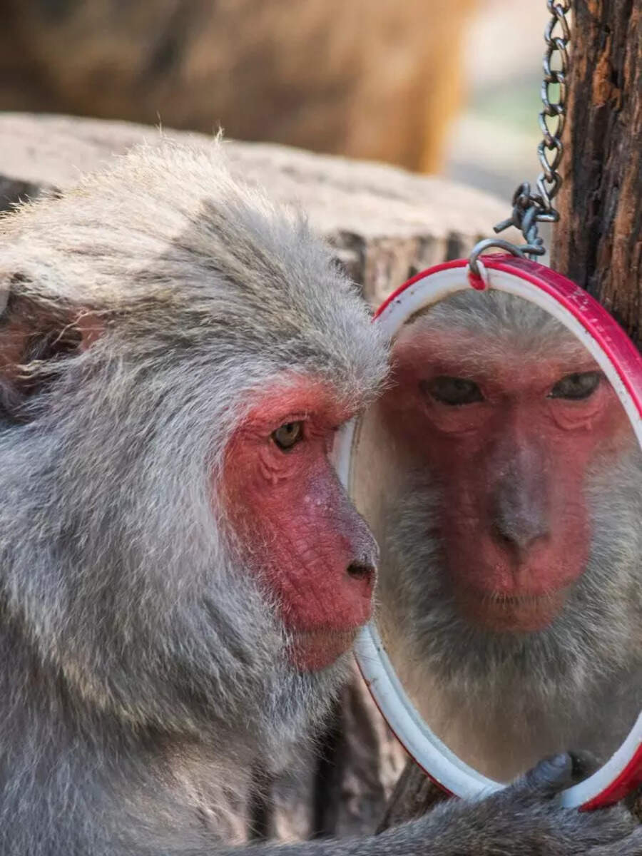 10 animals that can recognize themselves in a mirror | Times of India