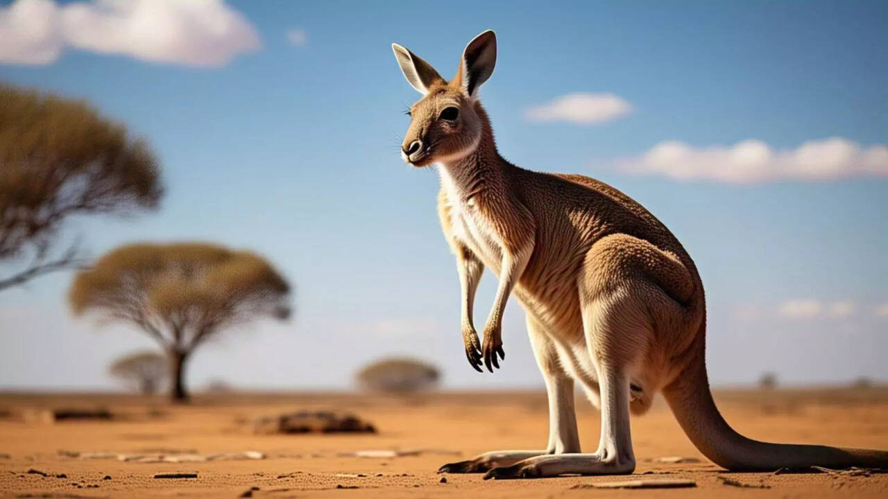 story of kangaroo's fifth leg, explore more fascinating facts