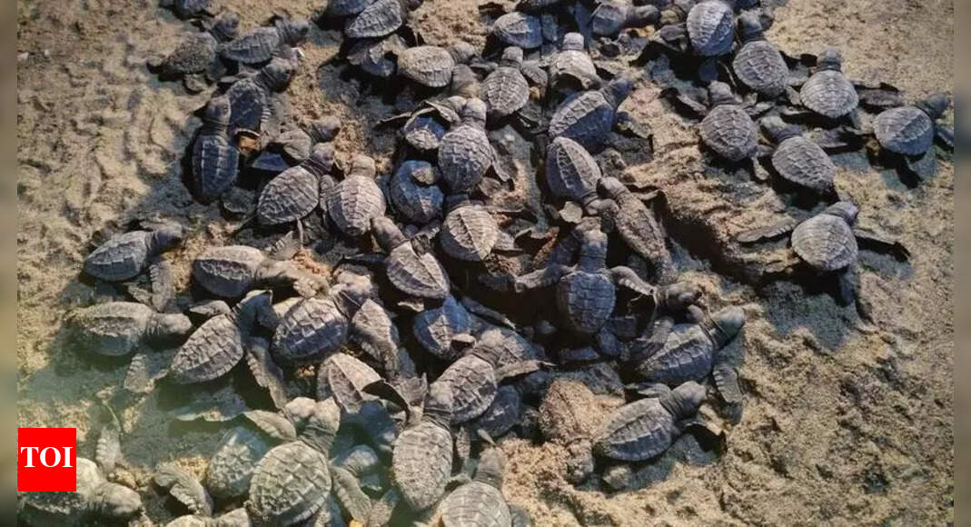 Turtle hatchlings emerge from eggs at Gahirmatha | Bhubaneswar News ...