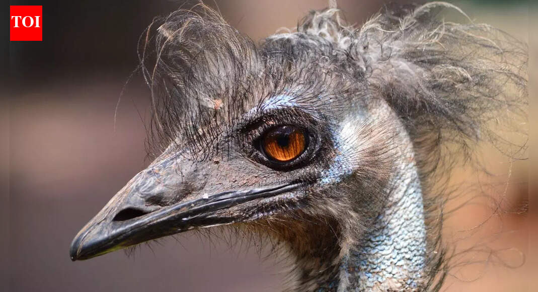 7 birds that are considered bad omens in different cultures