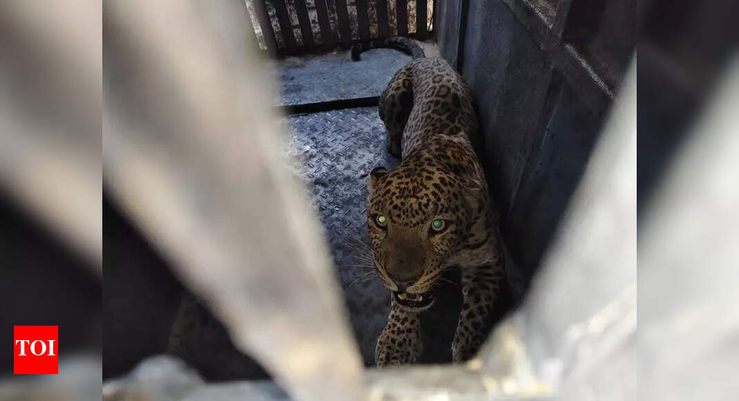 Days after woman died in leopard attack, big cat trapped in a cage in Nashik’s Dindori | Nashik ...