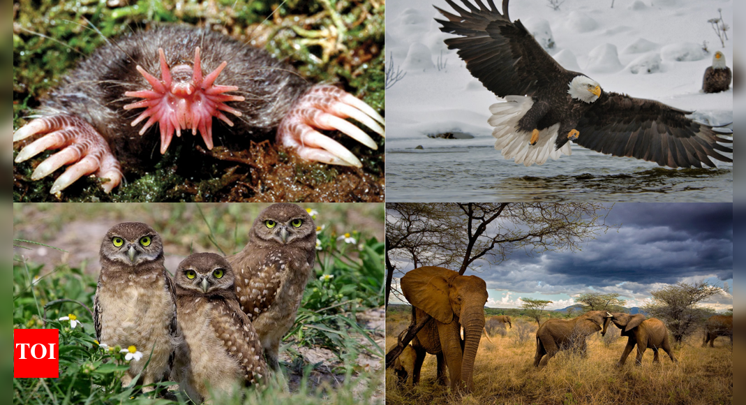 12 animals with extraordinary senses including snakes, dolphins, bats ...