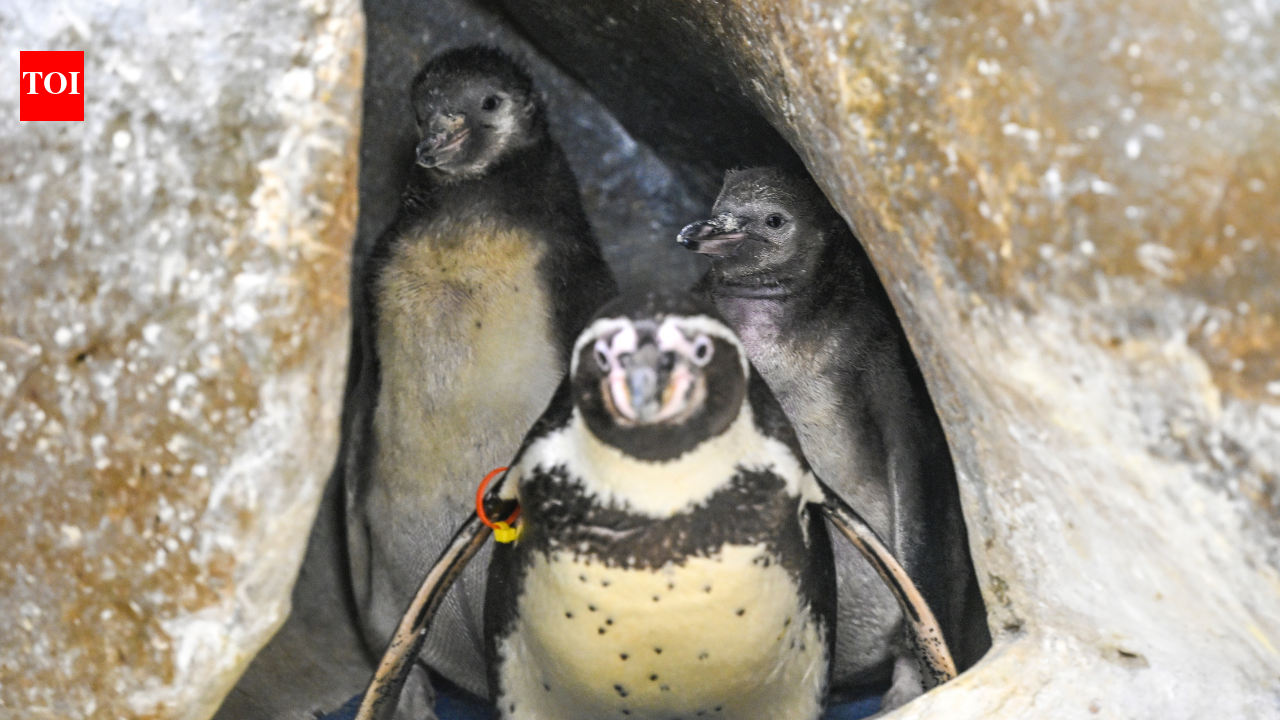 Nody, Tom and Pingu: Mumbai's Byculla zoo welcomes 3 penguin chicks ...