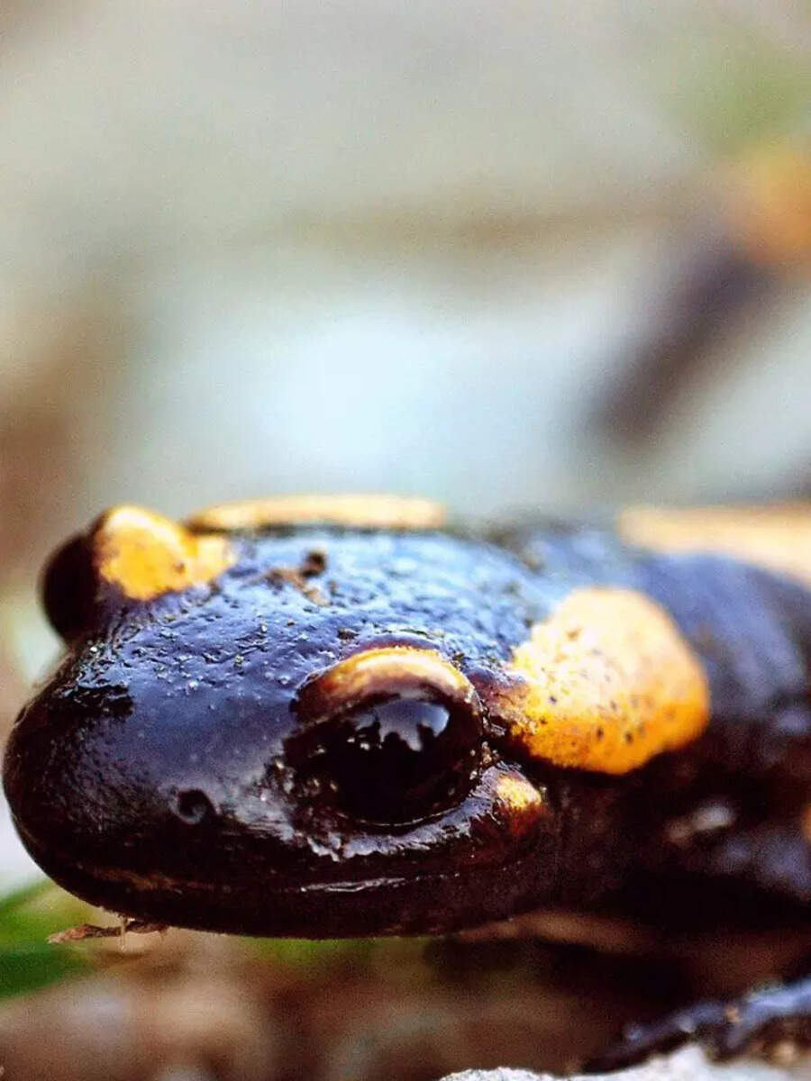 10 animals that can survive without a brain | Times of India