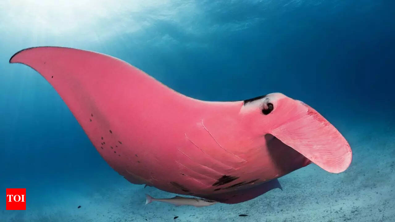 Mataray English Quotes Just A Girl Who Loves Manta Ray: