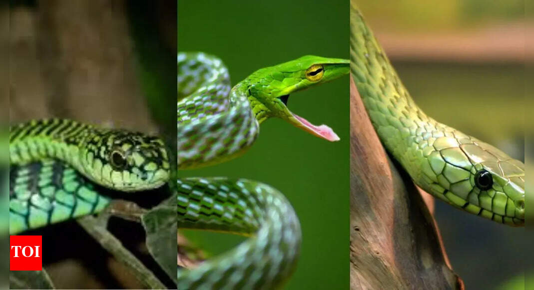 9 fascinating green snake species across the globe, from the green tree ...
