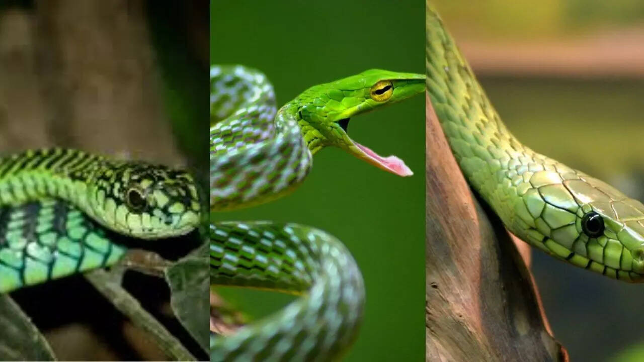 Green Snake Species