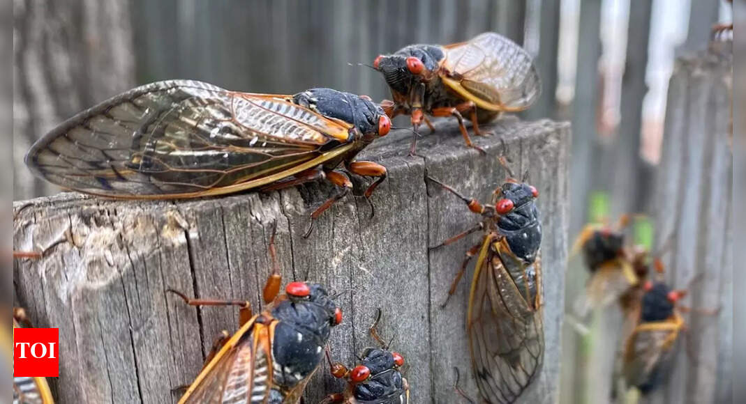 Seventeen years later, Brood XIV cicadas emerge in US | - The Times of ...