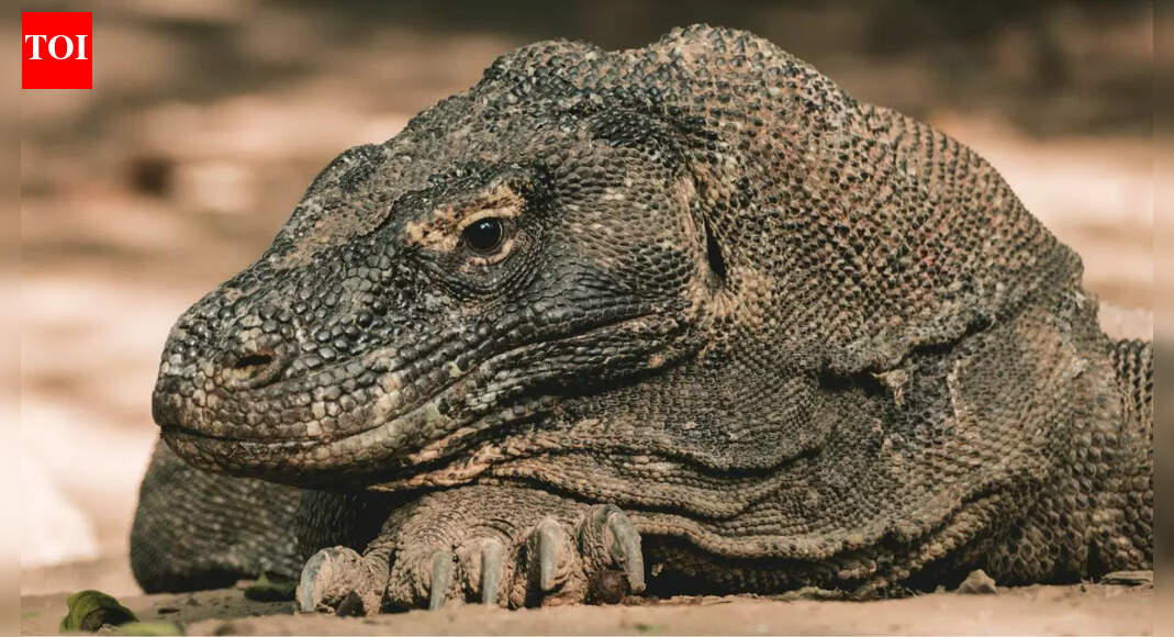 7 scary-looking animals that are harmless to humans in reality