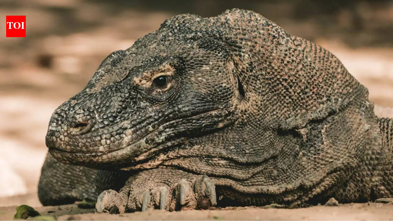7 scary-looking animals that are harmless to humans in reality
