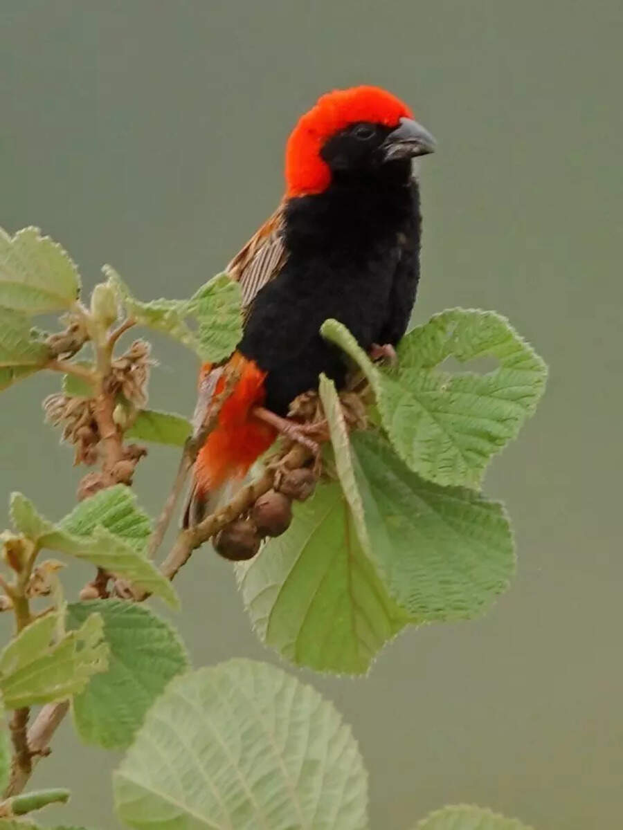 10 birds whose names begin with the letter Z | Times of India