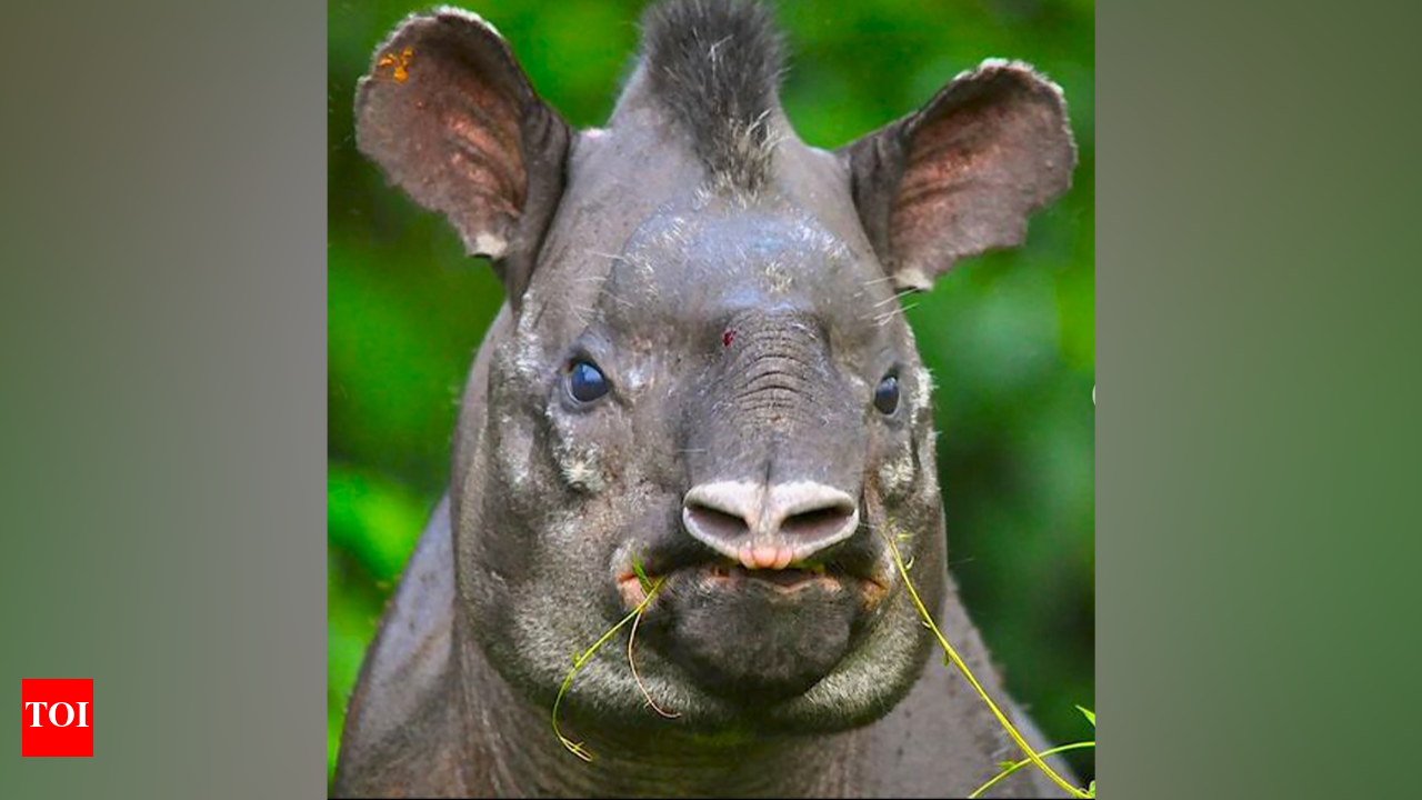 South American Tapir