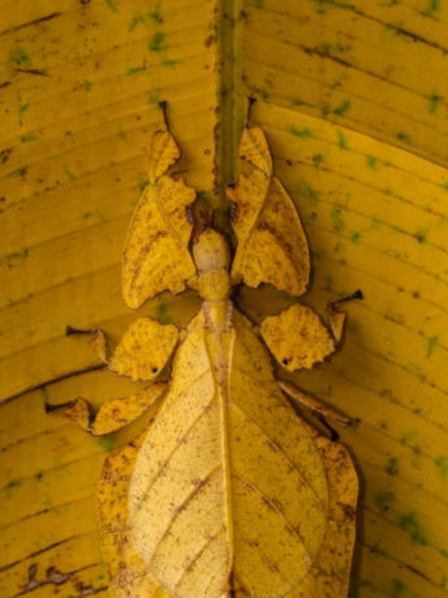 10 animals with the best camouflage | Times of India