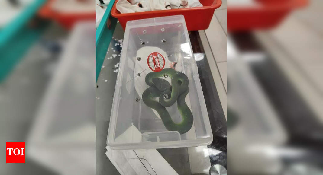 26 green pit snakes seized at Trichy airport | Trichy News - Times of India