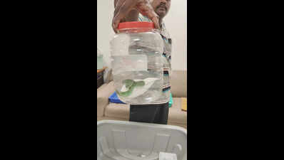 26 green pit snakes seized at Trichy airport | Trichy News - Times of India