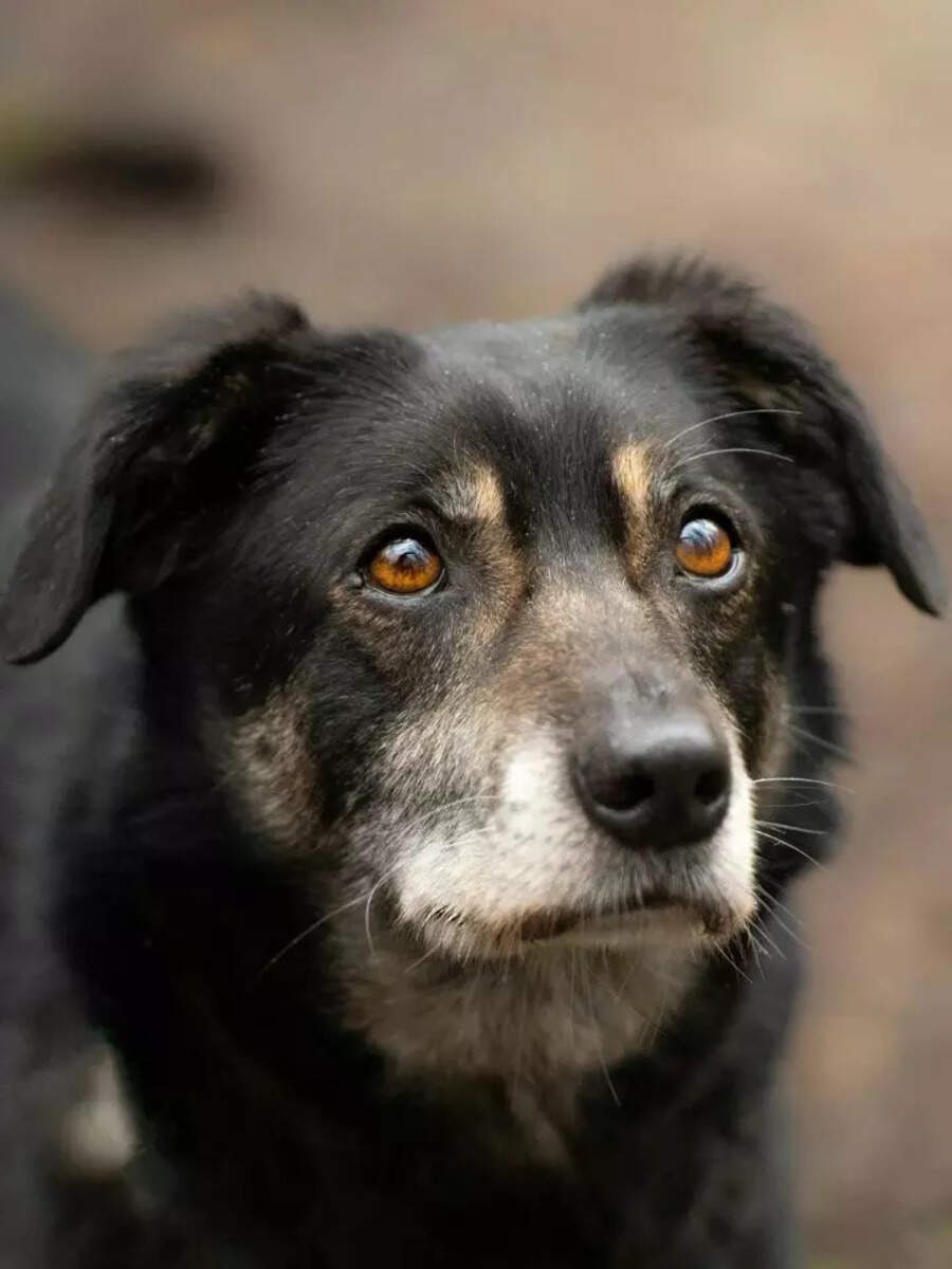 10 animals with the most innocent and soulful eyes | Times of India