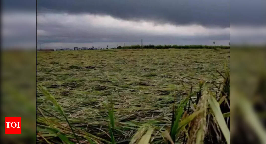 Rains damage standing mango, banana & maize crops in Andhra Pradesh ...