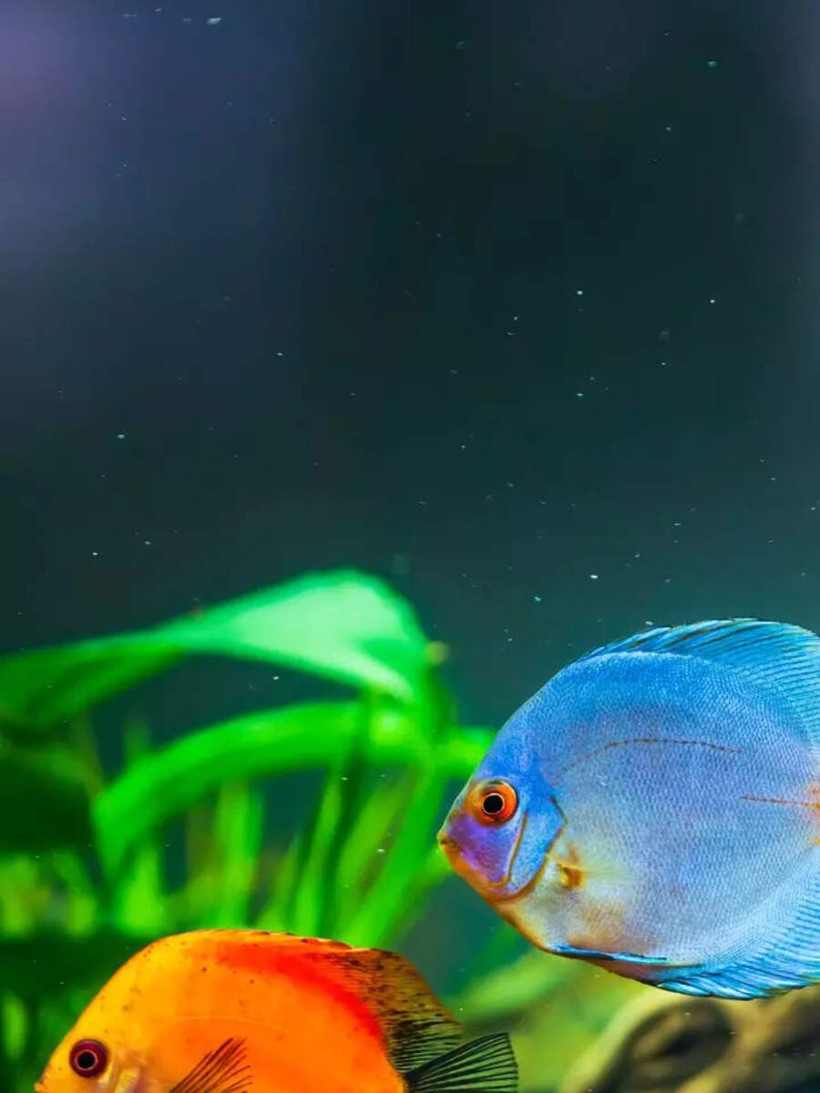 10 most beautiful and colourful freshwater aquarium fish | Times of India