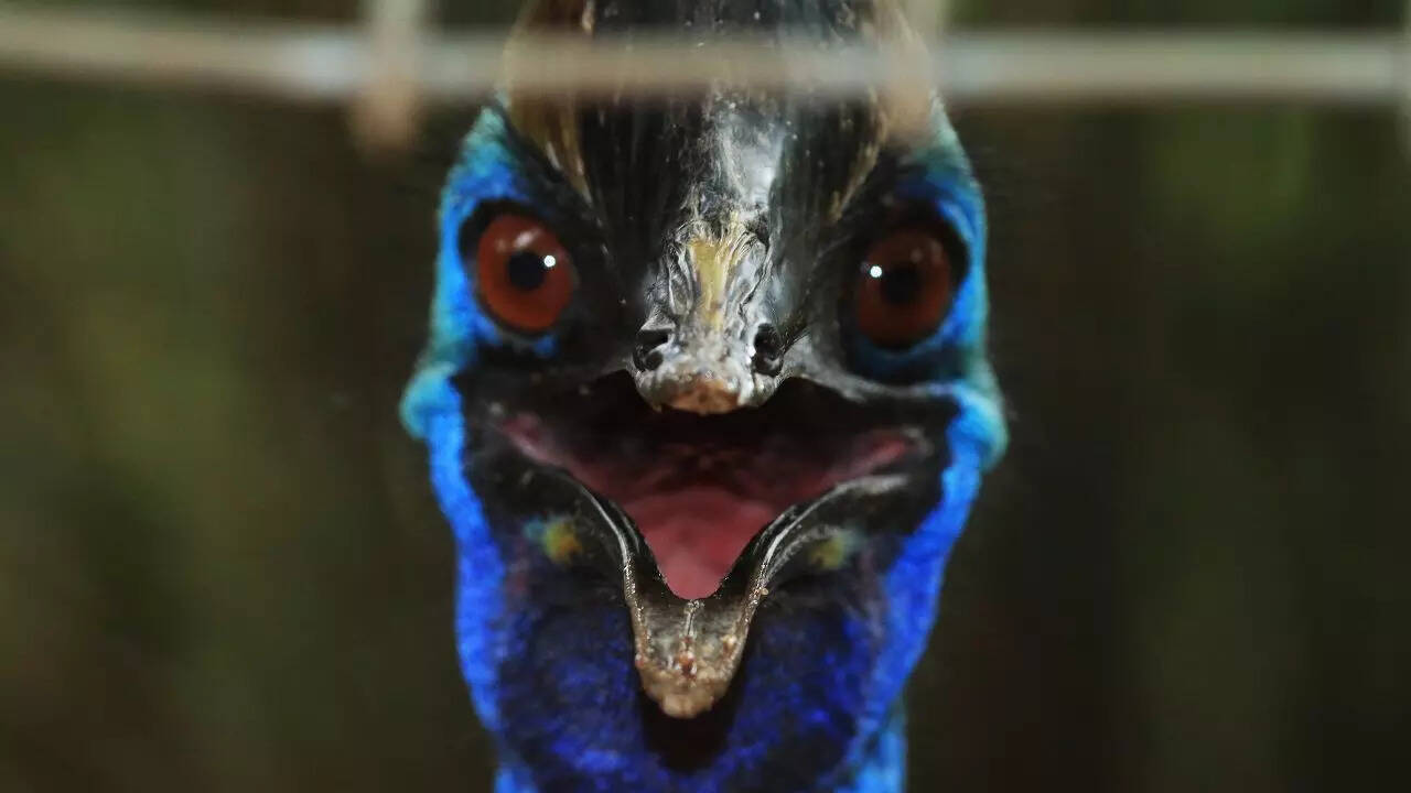 Cassowary Attacks On Humans