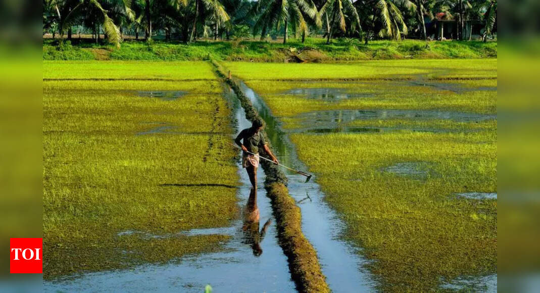 India’s first genome-edited rice variety developed in Hyd | Hyderabad ...