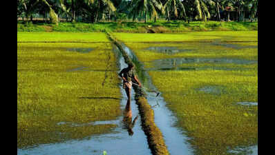 India’s first genome-edited rice variety developed in Hyd | Hyderabad ...