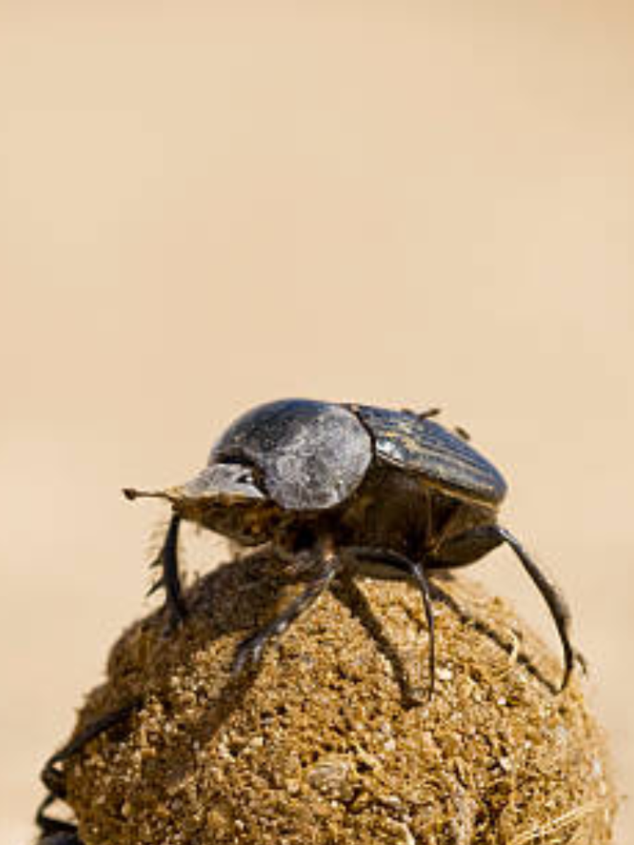 10 strongest animals for their size | Times of India