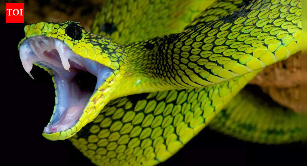 Top 7 deadliest snakes on Earth