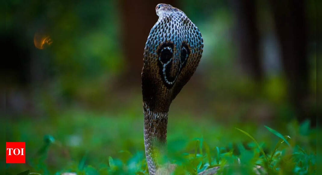 Cobra Capital of India: The Indian village has the highest snake ...