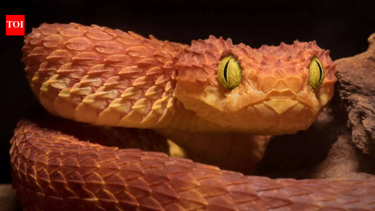 7 of the most poisonous snakes in the world