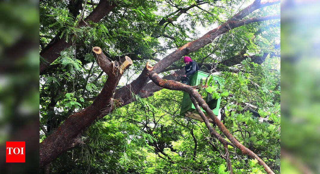 Panaji prepares for rains with tree trimming, drain desilting | Goa ...