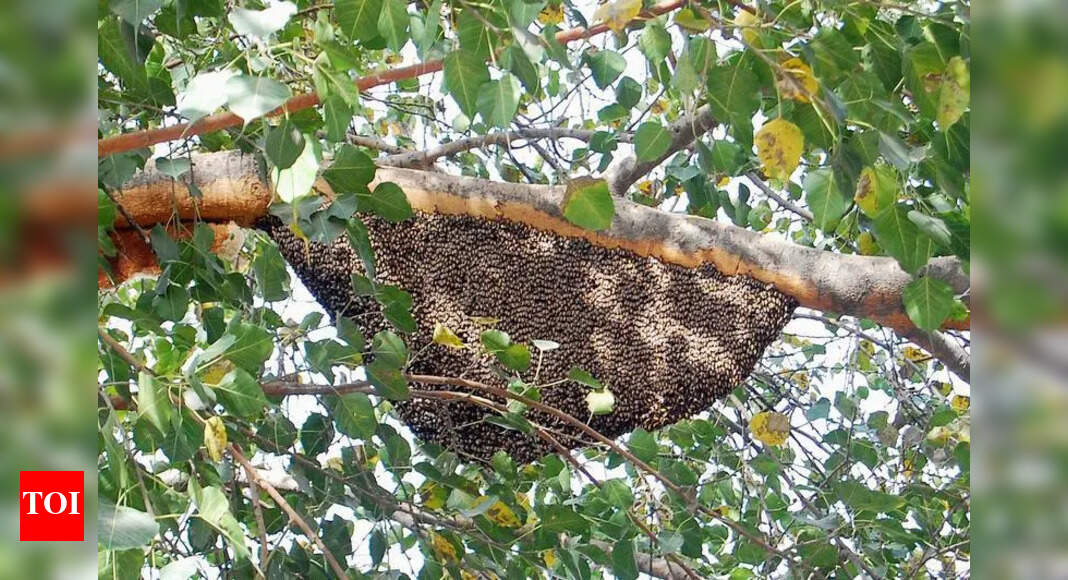 Pharmacist dies in bee attack in Maval, friends injured | Pune News ...