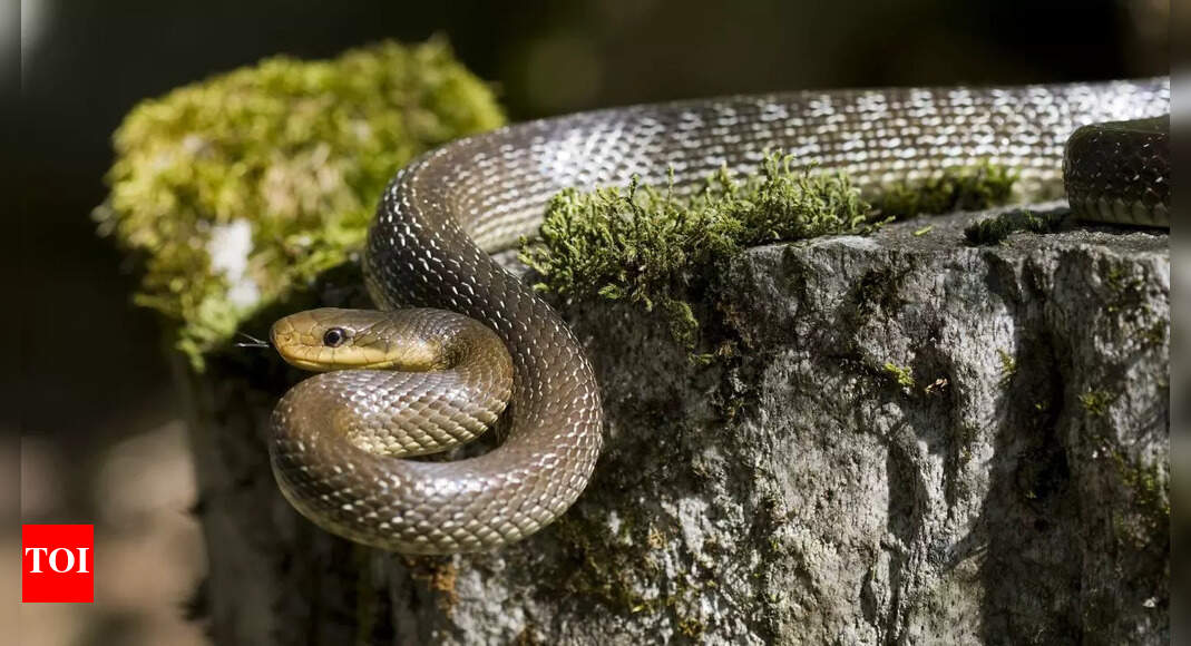 Discover the Indian states with highest snake population | - Times of India