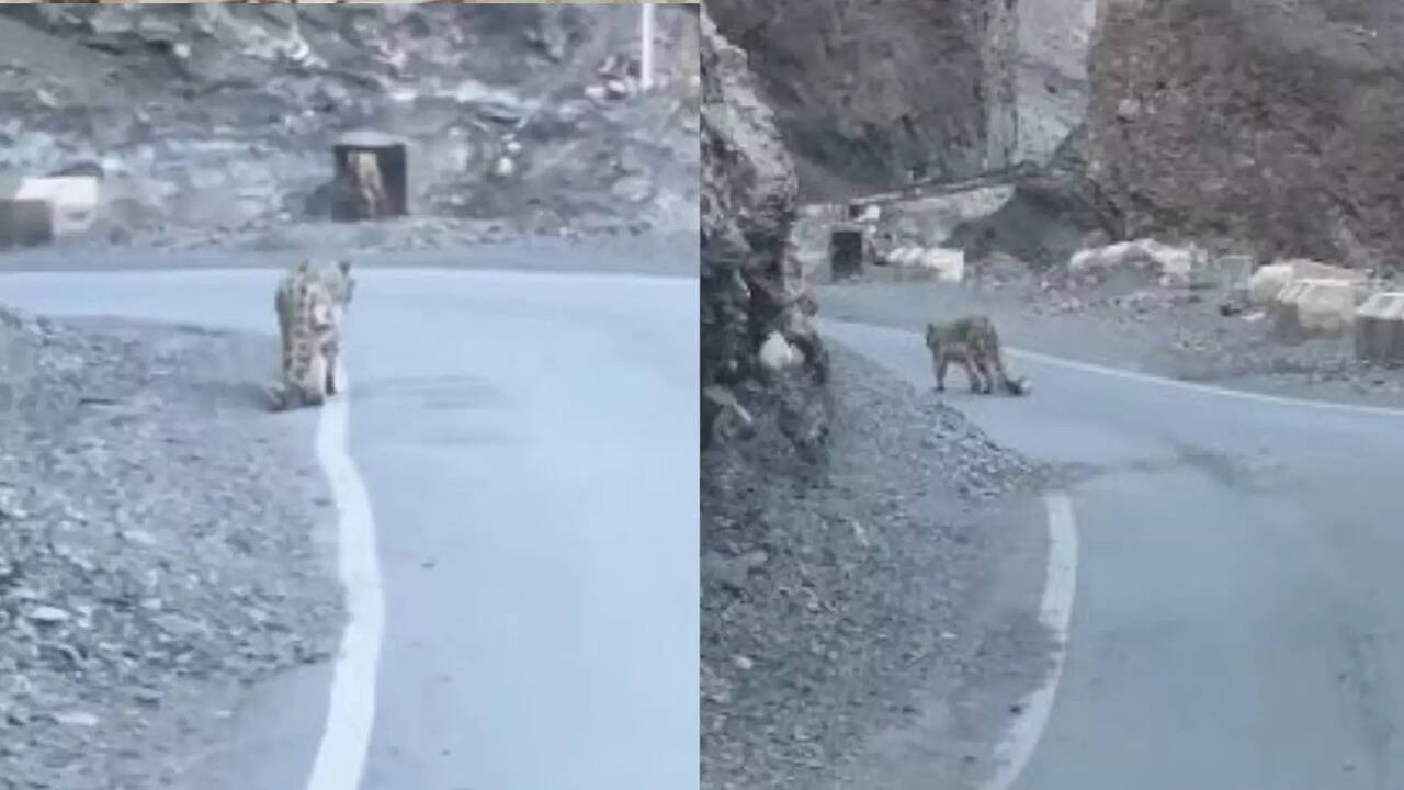 Viral Video: Tourists Spot Rare Snow Leopard In Spiti Valley