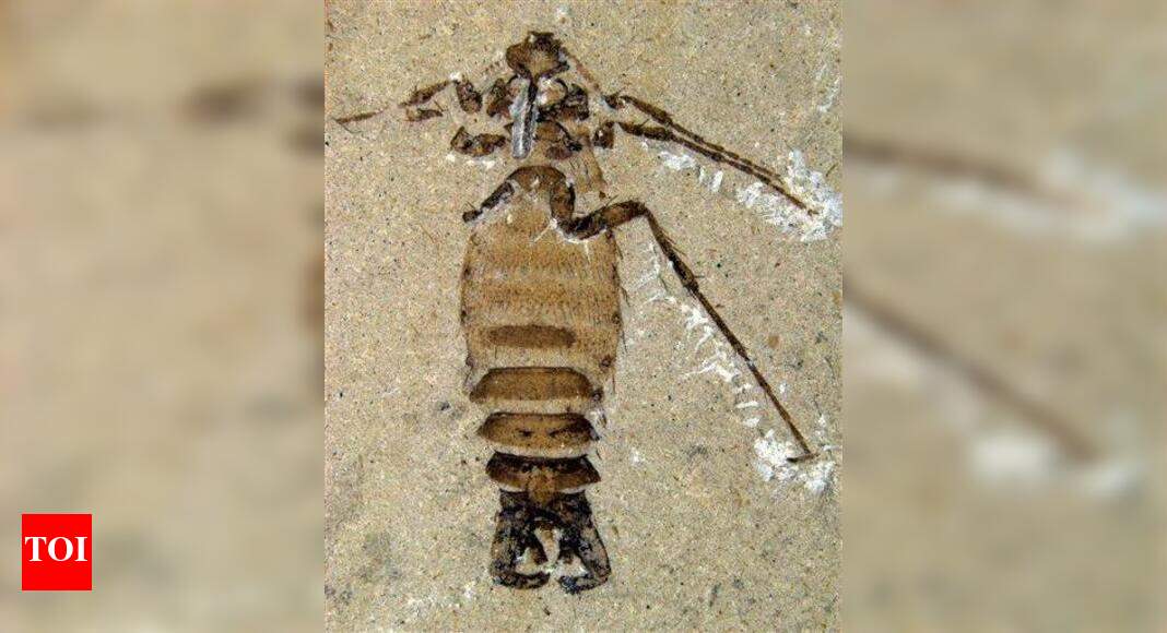 Fossils of oldest ever fleas discovered - Times of India