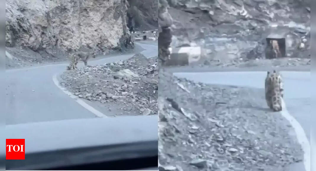 Watch | Rare snow leopard, the 'ghost of the mountains,' stuns tourists with majestic walk along ...