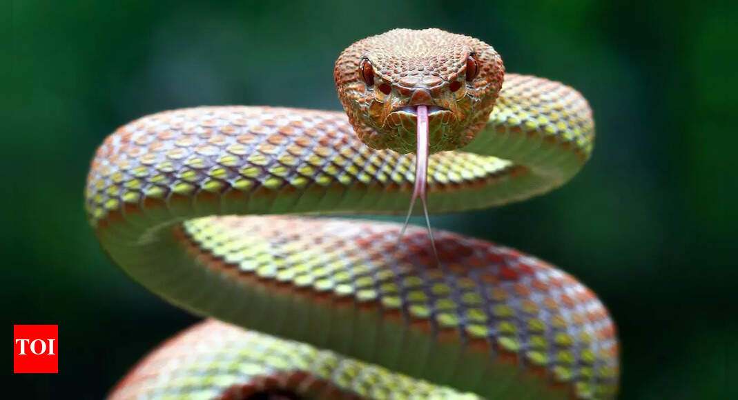 5 most amazing snake fight videos on the internet | - Times of India