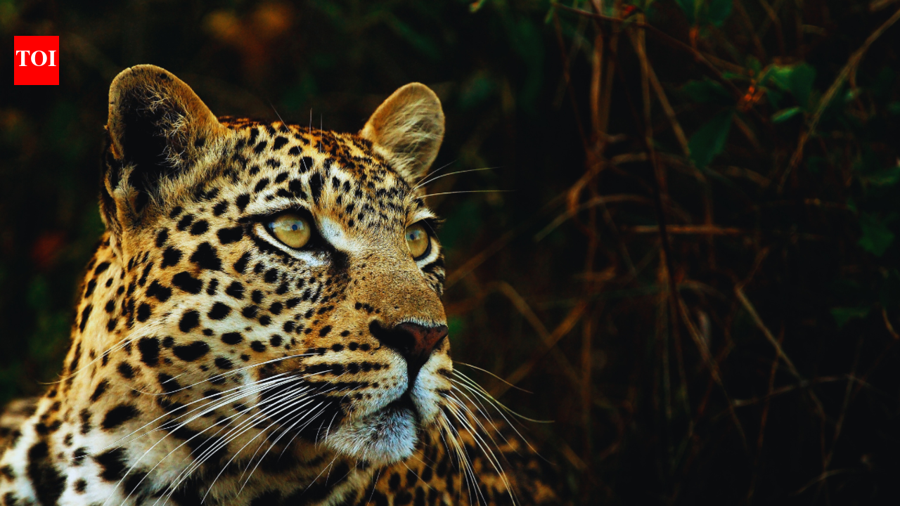6 best places in India to spot leopards (without losing your mind)