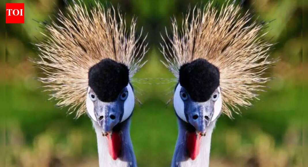 17 strangest birds around the world and their fascinating features