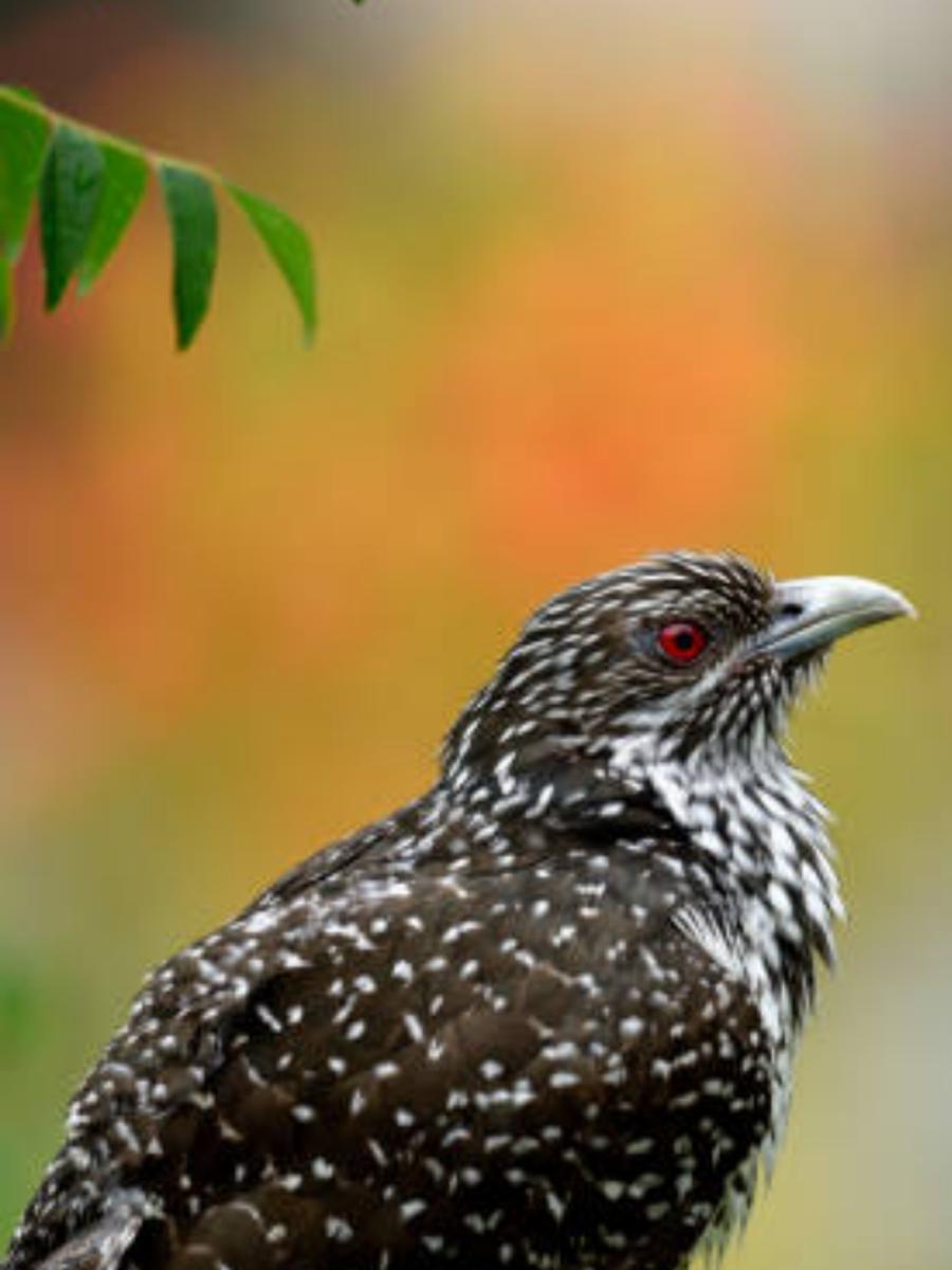 10 birds with the most beautiful songs | Times of India