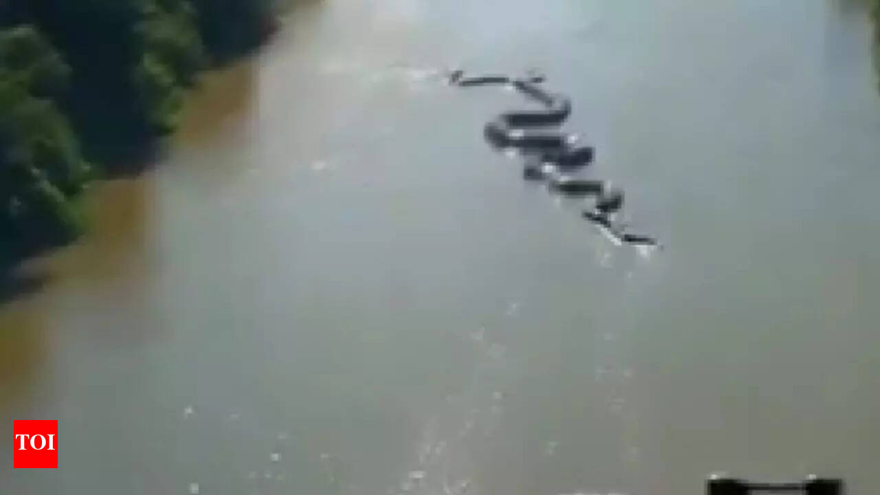 Fact Check Was The Worlds Largest Snake Captured In The Amazon
